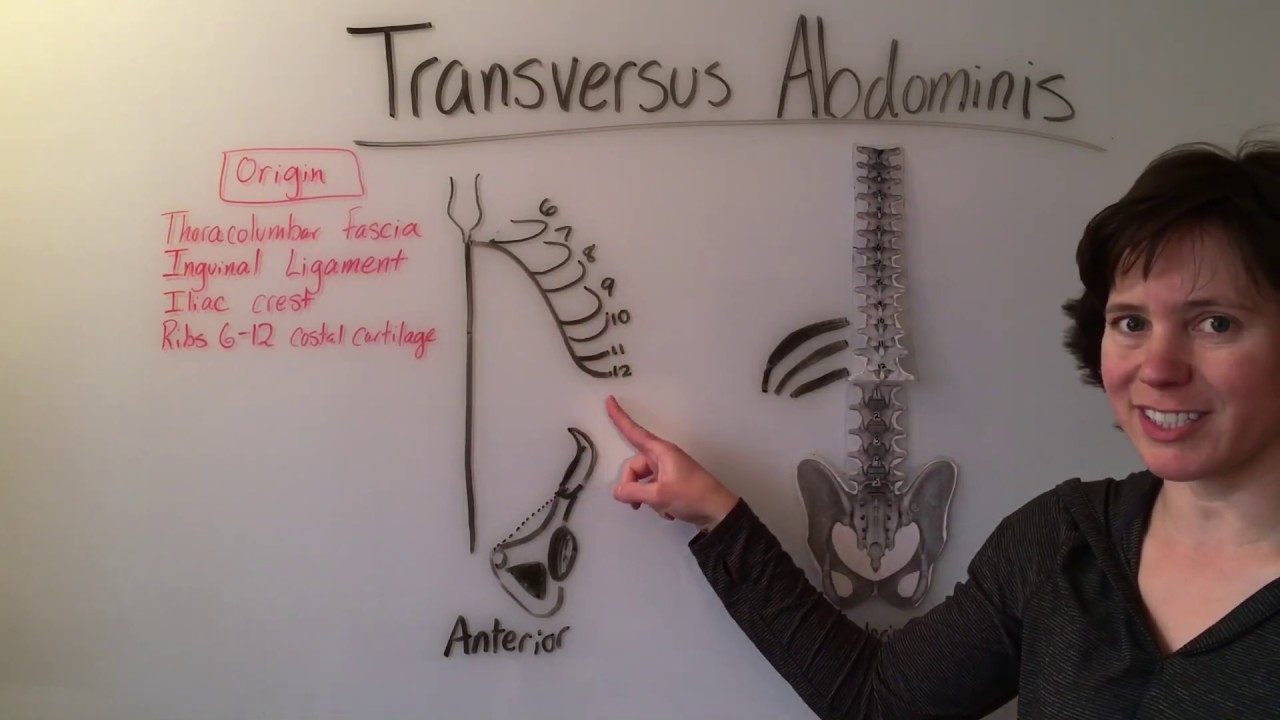 Transversus Abdominis Muscle Anatomy - YouTube