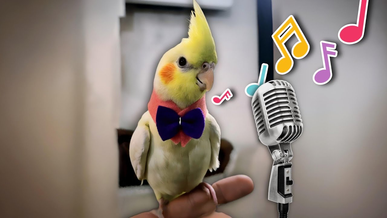 cookie song cockatiel | cockatiel singing 🦜🎶🎵 - YouTube