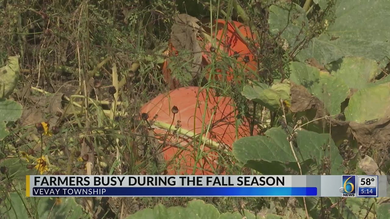Farmers busy during harvest season - YouTube