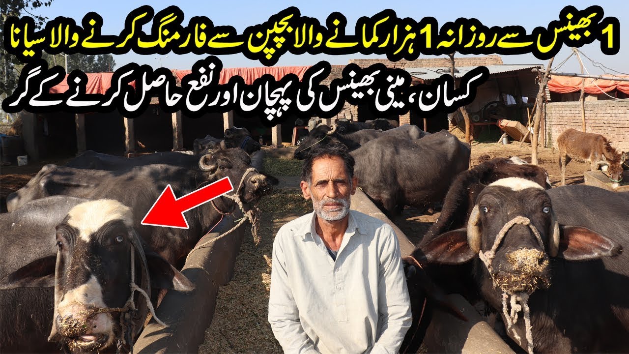 Zulfiqar Ali Dairy Farm | Intelligent Buffalo Farmer | Buffalo Dairy ...