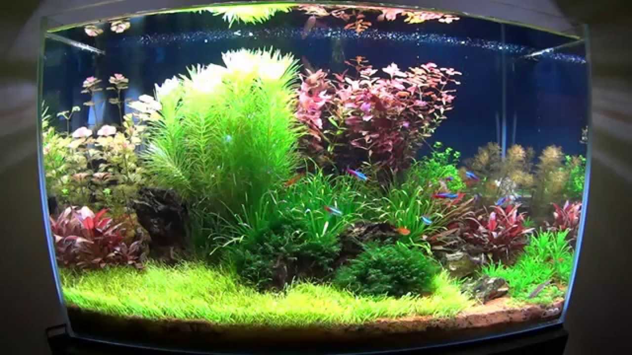 ADA 60P + Ecoxotic E-Series (Video 2) - YouTube