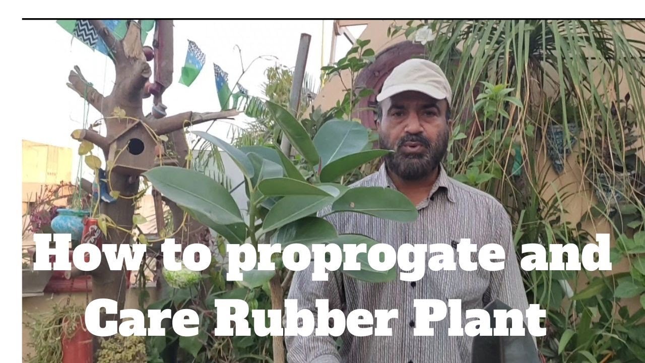 HOW TO GROW AND CARE RUBBER PLANT-COMPLETE GUIDE/ GROW BUSHY ...