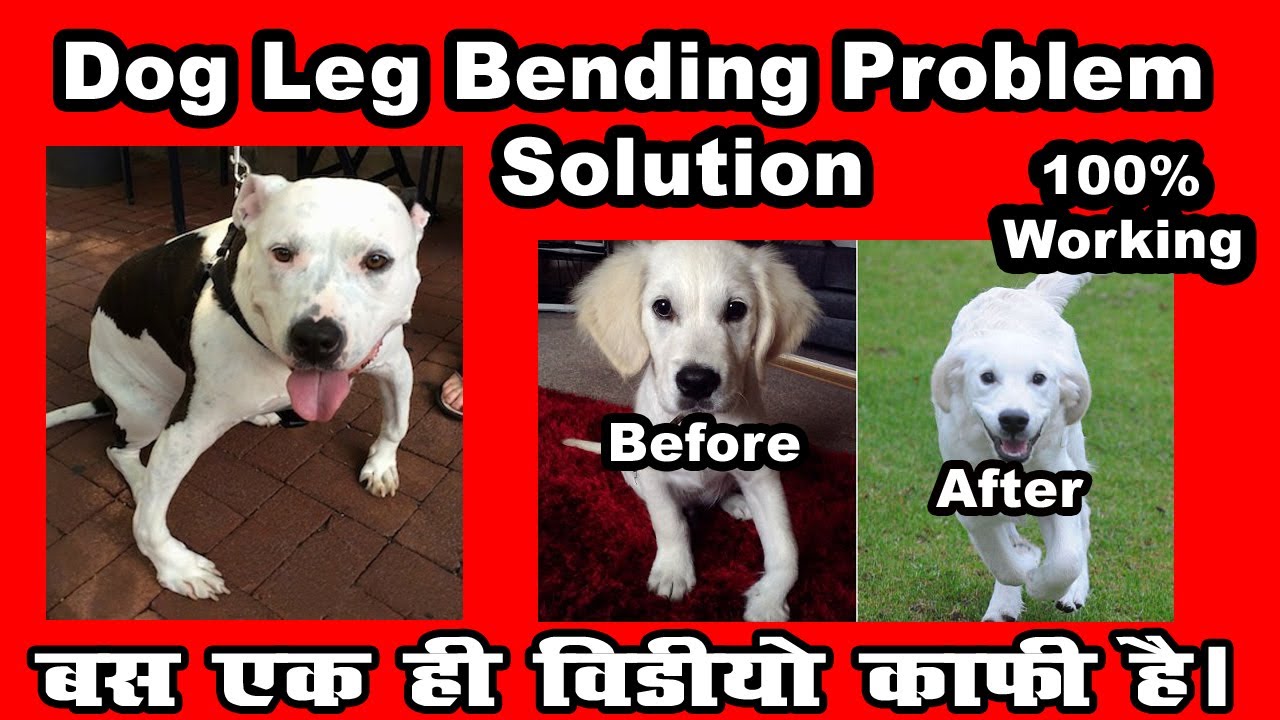 Dog Leg Bend Problem Solution #कुत्ते के पैर टेढ़े होने के कारण एवं ...