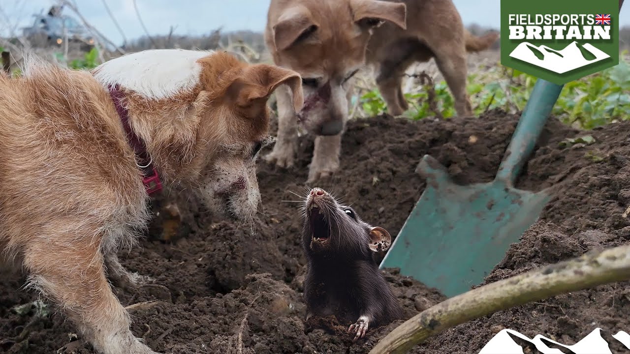 Ratting action with the Suffolk & Norfolk Rat Pack - YouTube