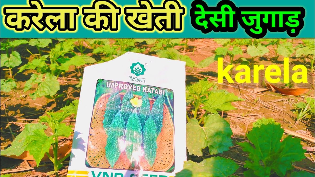 Karele ki kheti kaise karen ||Karele ki kheti kab aur kaise karen - YouTube