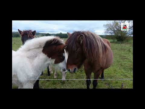 Tierische Begegnungen in 2025   Vf  29 2025