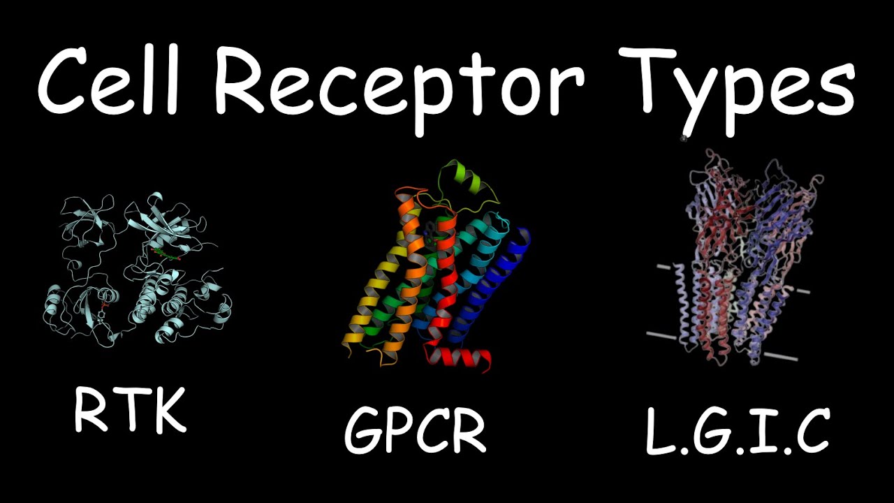 The 3 Common Receptors In Cell Signaling!!! GPCR, RTK, LGIC - YouTube