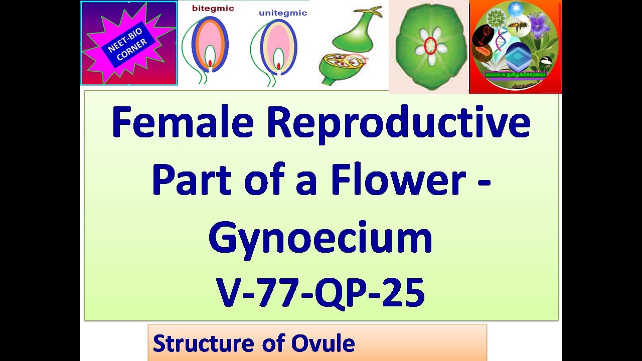 V 77 QP 25 BOTANY - ENGLISH - Female Reproductive Part of a Flower ...