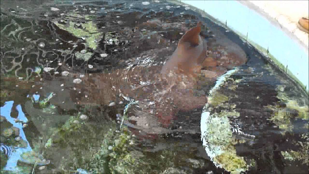 Nurse Shark Feeding at Sandoway Nature Center - YouTube