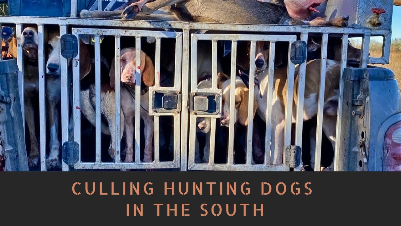 The Culling of Hunting Dogs - YouTube