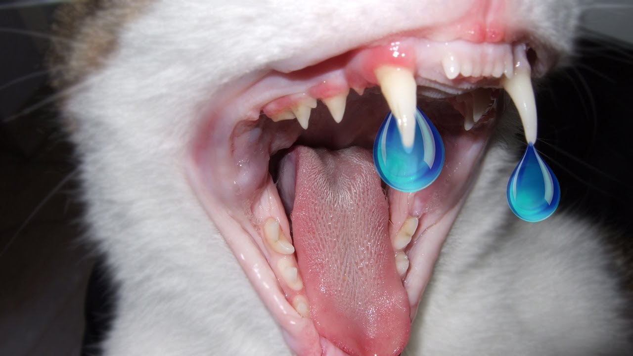 Bayangkan Jika Taring dan Cakar Keluarga Kucing Ternyata Beracun - YouTube