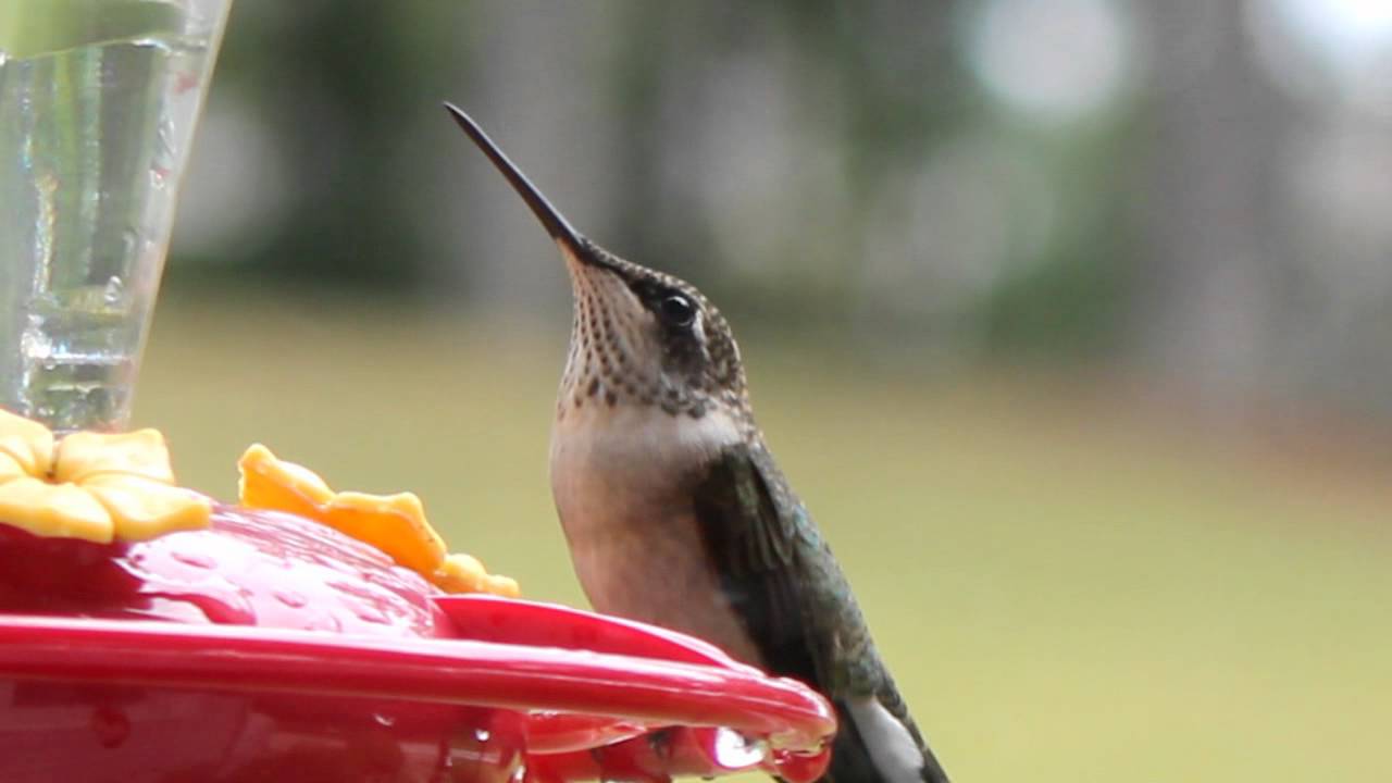 Amazing close up shots of a HUMMINGBIRD - YouTube