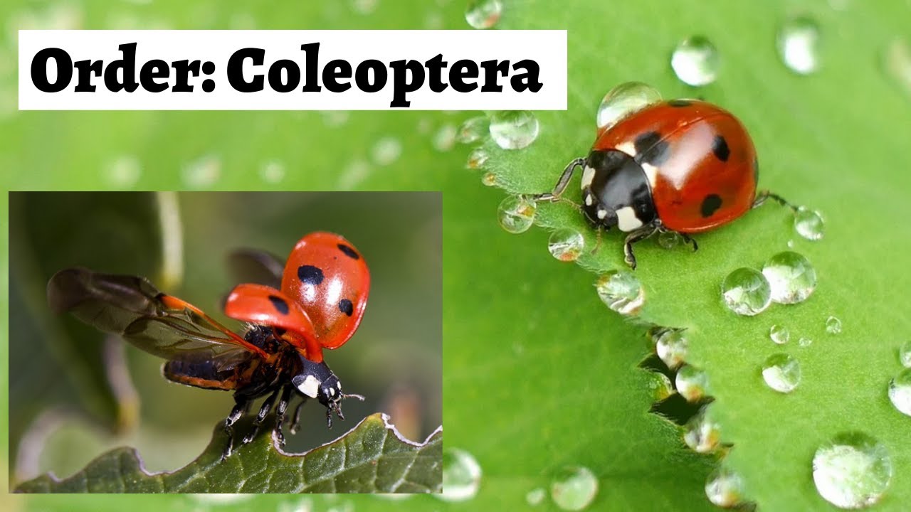 Order Coleoptera