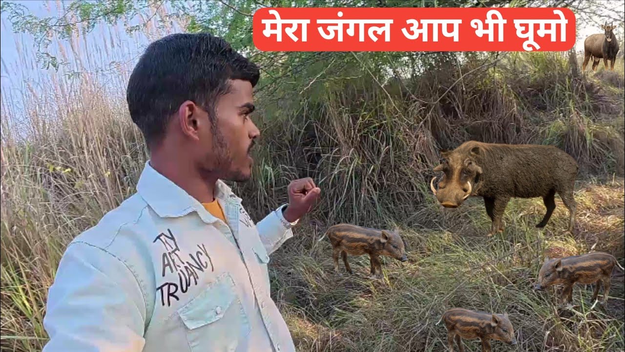 Primitive forest explore but jungali suar attack | Free Range explore ...