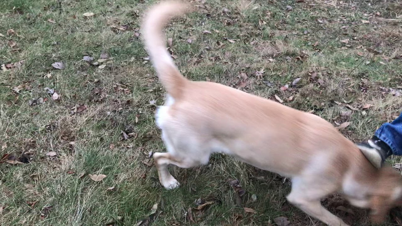 Dog vs Deer - YouTube