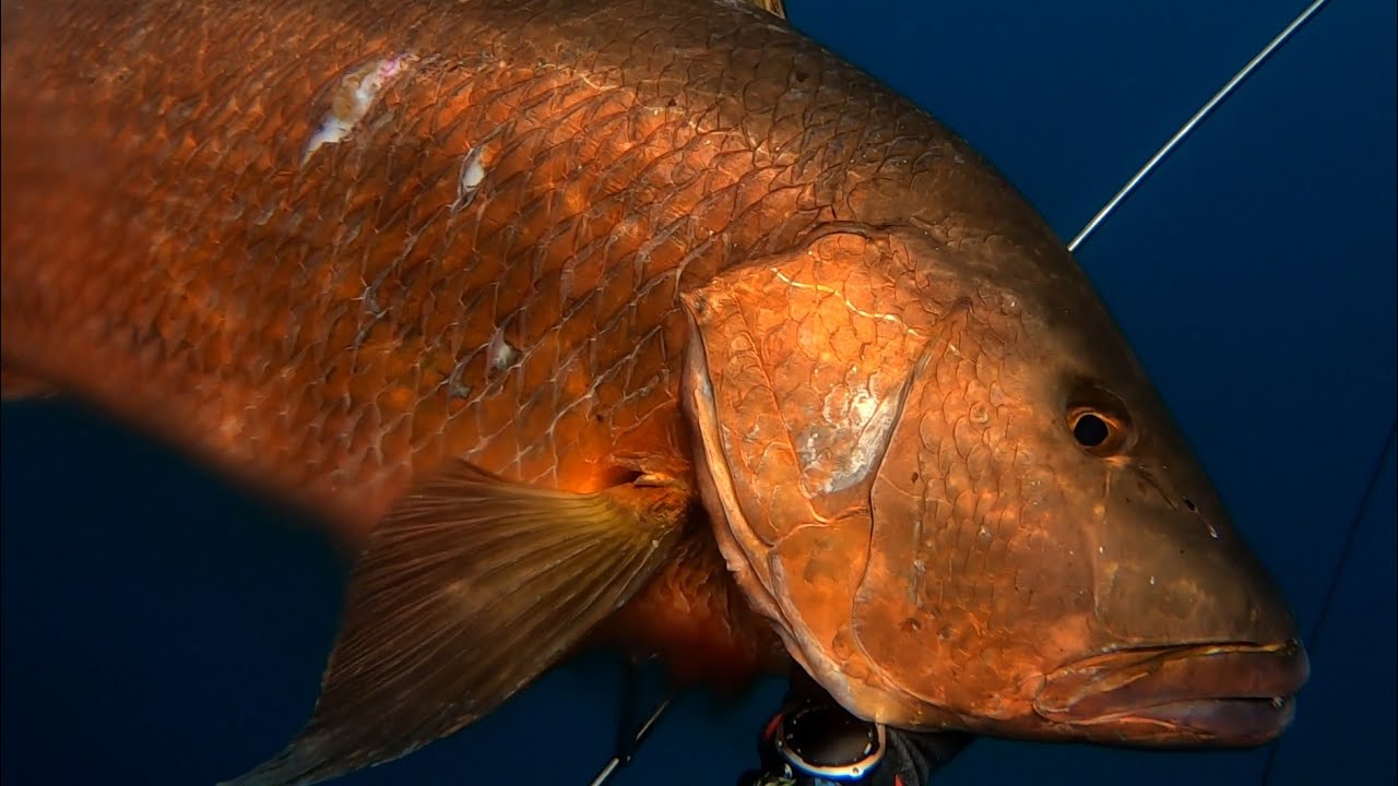 25 KILO CUBERA SPEARFISHING. - YouTube