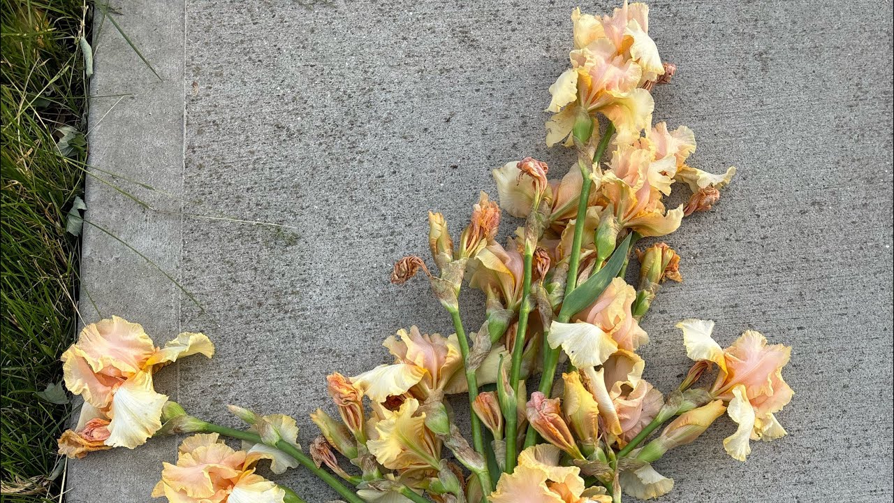 How and why to deadhead Iris. - YouTube