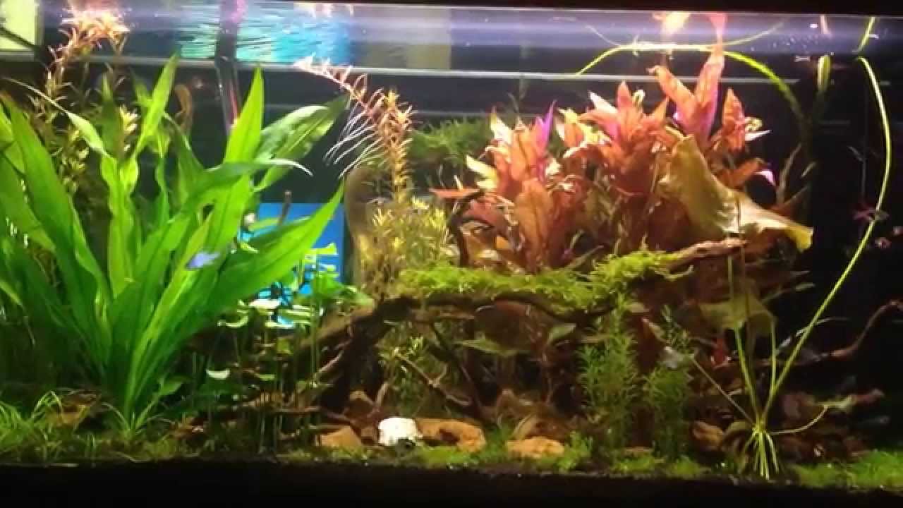 High tech fish tank, 55 gal planted tank with commentary - YouTube