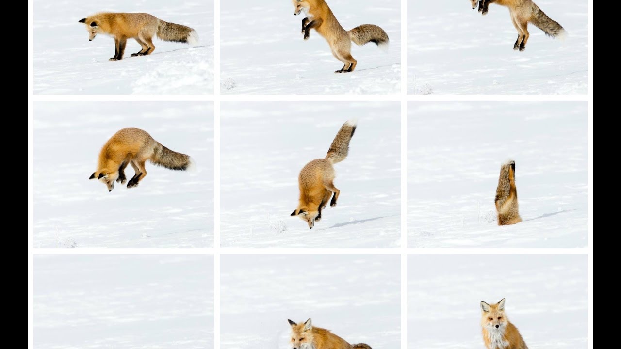 Fox Jump High In A Single Bounce - YouTube