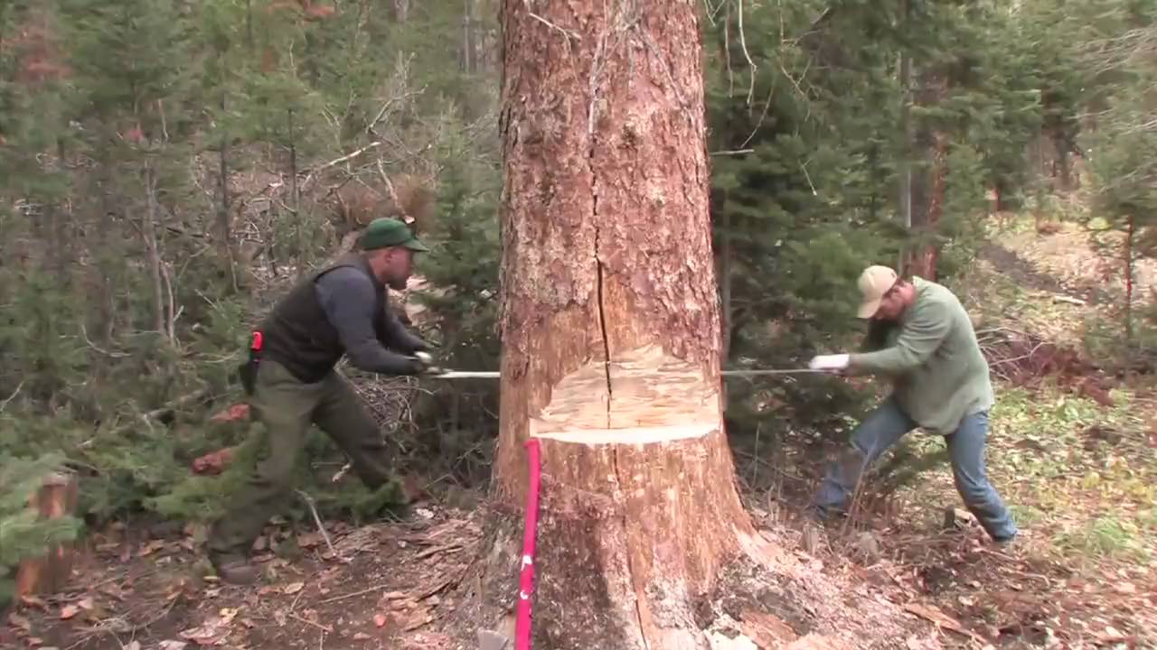 Wilderness Tree Cutting | Ishawooa Outfitters, Cody Wyoming - YouTube
