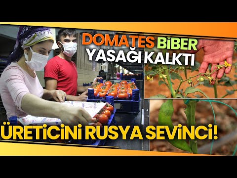 Domates ve Biber Üreticisinde Rusya Sevinci: Gelirimiz Artacak