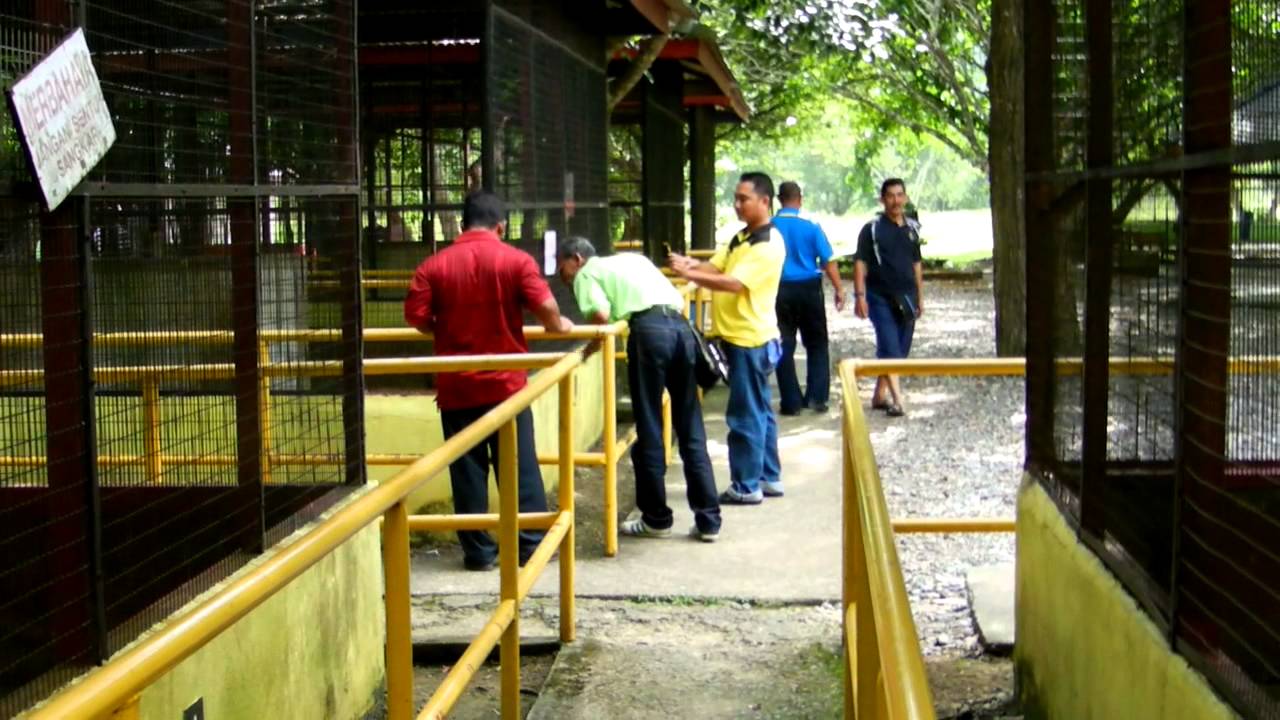Visitors mocking abused monkeys at Perlis Snake Farm - YouTube
