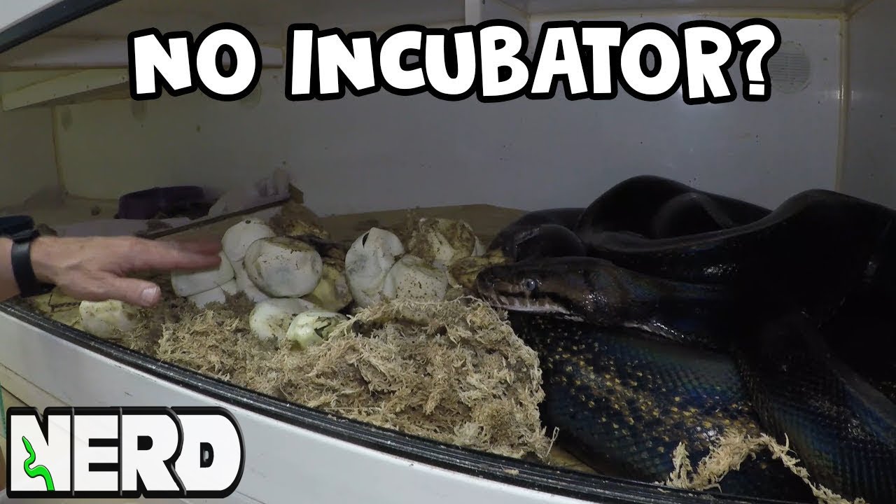 GIANT SNAKE EGG CLUTCH, WITHOUT INCUBATOR!! - CHECKOUT THE RESULTS ...