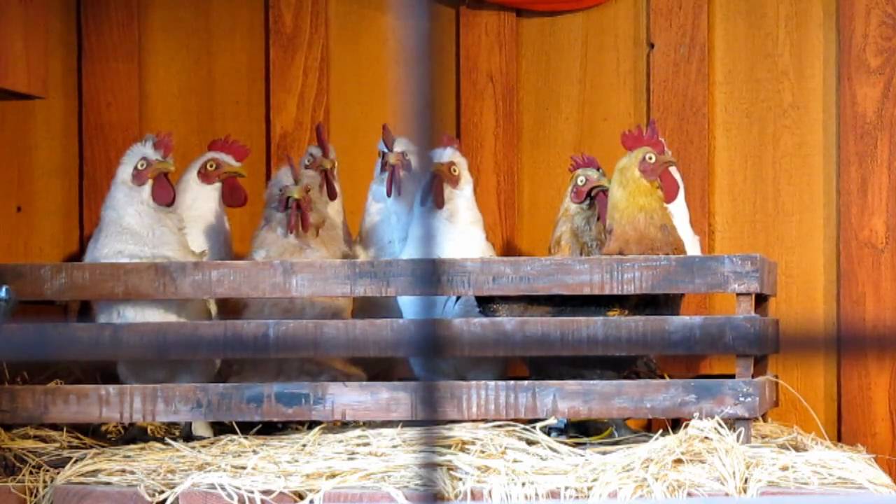 Tribute to those crazy chickens in Goofy's Barnstormer - YouTube
