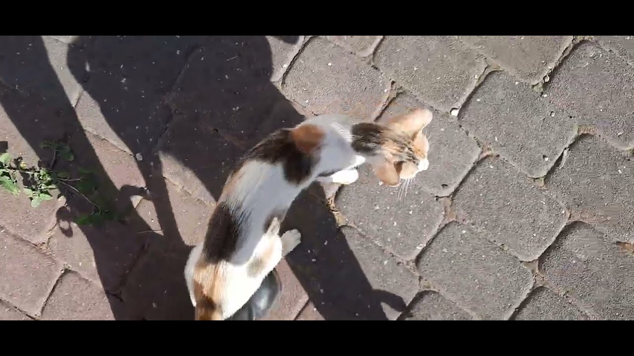 Life of cats in nature - YouTube