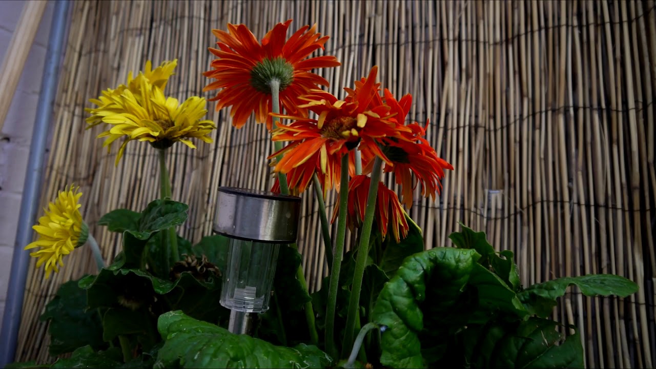 Drooping flowers revived time lapse - YouTube
