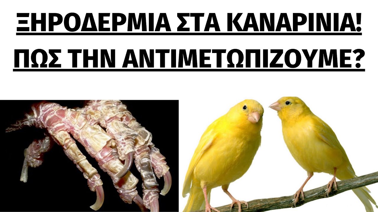 ΞΗΡΟΔΕΡΜΙΑ ΣΤΑ ΚΑΝΑΡΙΝΙΑ - YouTube