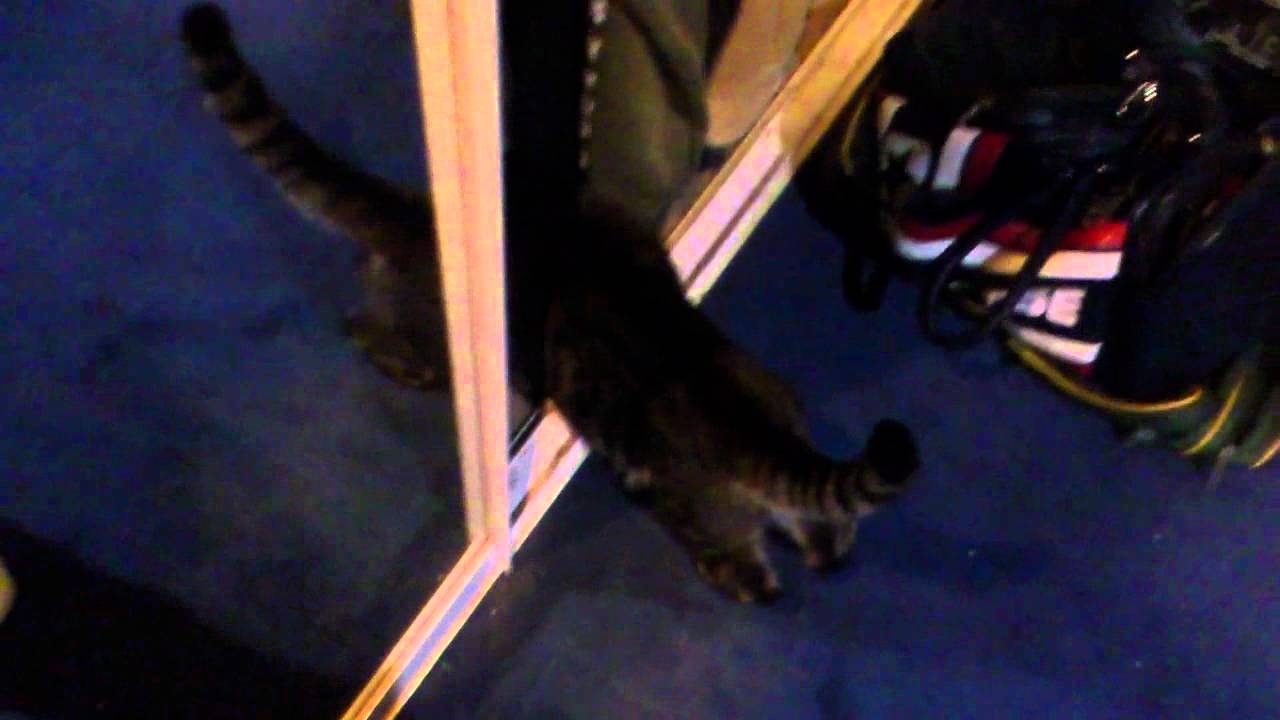 How to Make a Cat Rotate 180 Degrees - YouTube