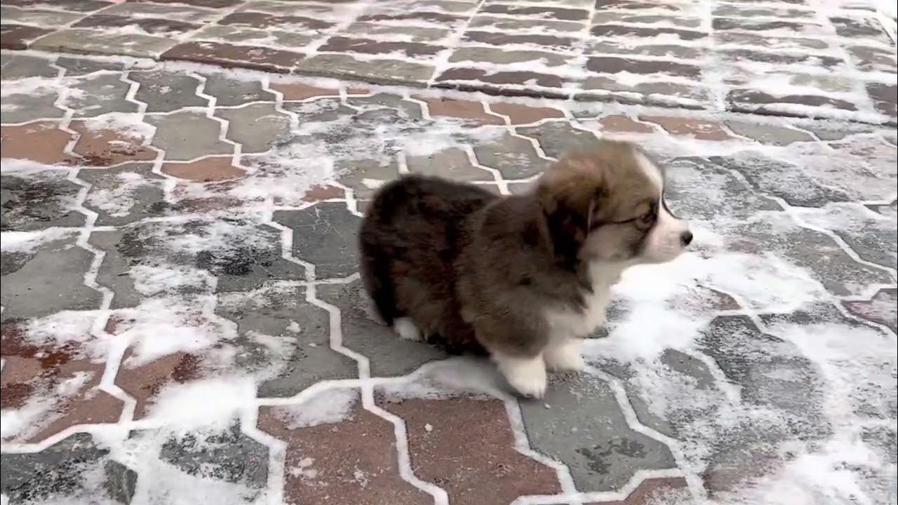 Вельш корги пемброк щенки питомника Винд оф Гранд Youtube