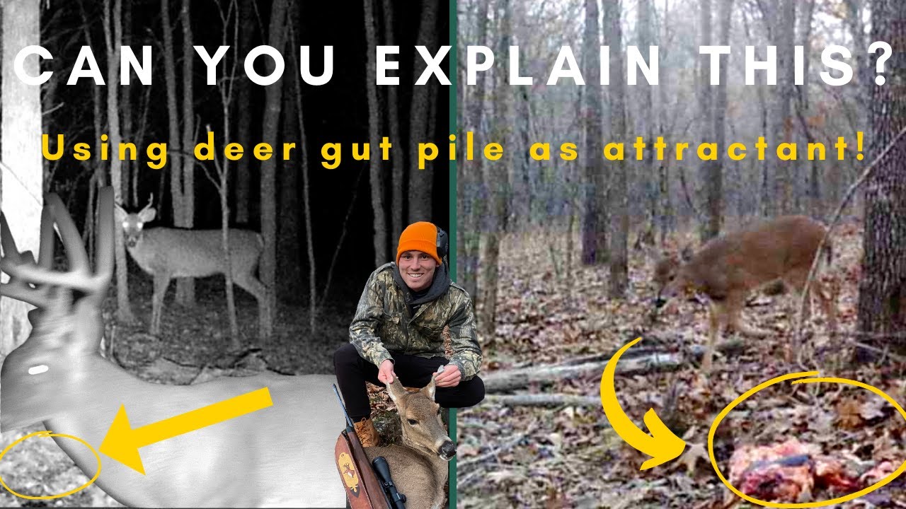 Help me hunters! Can gut pile be used as deer attractant? Experiment ...