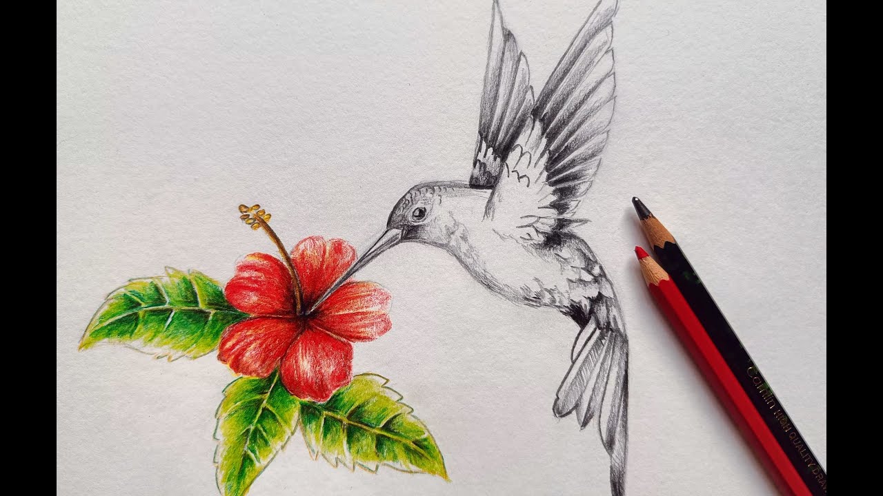 Hummingbird Drawing With Flower II Pencil Shading II Colour Pencil ...