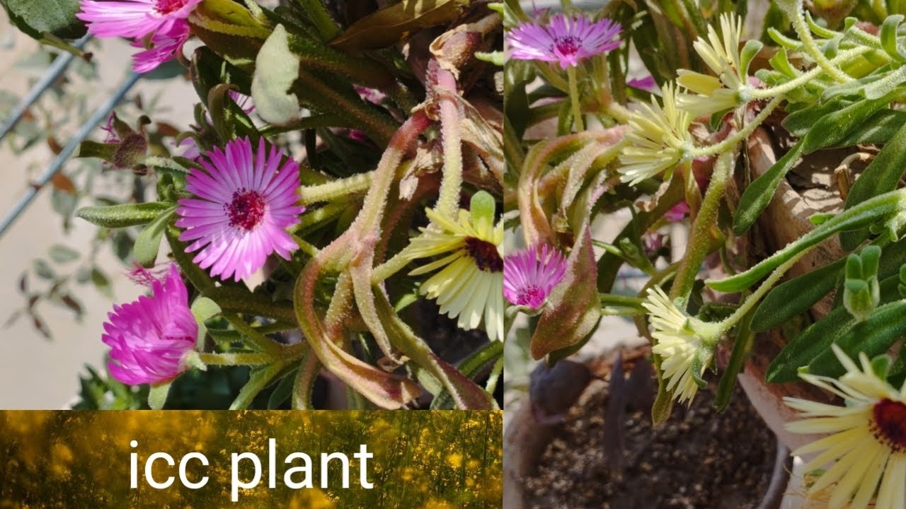 care of ice plant how to grow ice plant flowering plant🪷🌼 آئس فلاورنگ ...