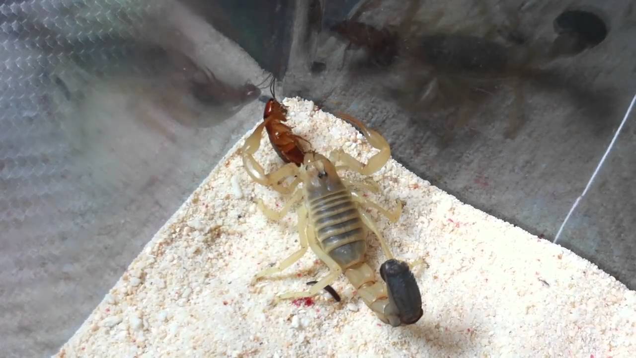 Androctonus Australis (Yellow Fat tail Scorpion) Vid 2 - YouTube