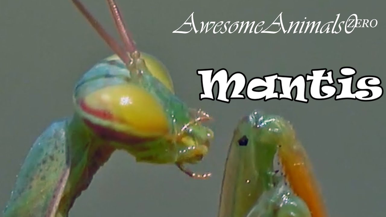Close up Look. The Praying Mantis - YouTube