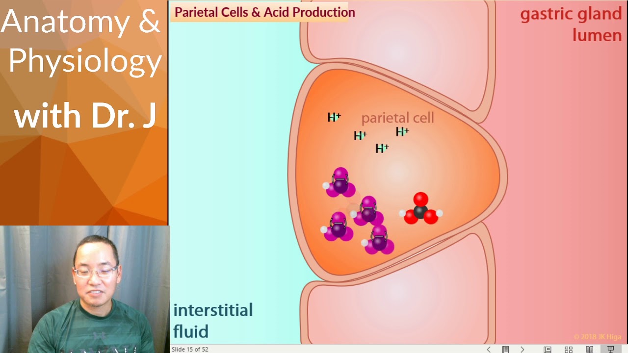 PHYL 142 | Digestive | Parietal Cells & HCl [2020] - YouTube