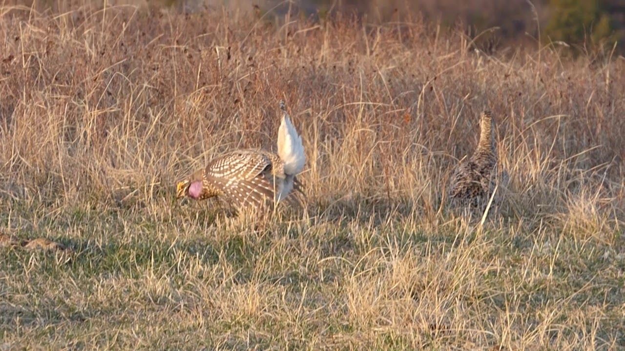 Sharp tailed Grouse Lek Dance - YouTube