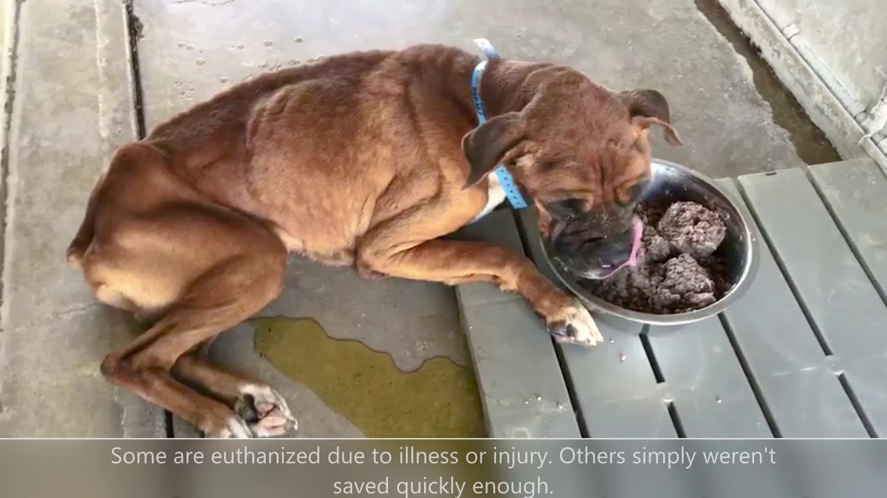 Mistreatment of Dogs in the Rio Grande Valley - YouTube