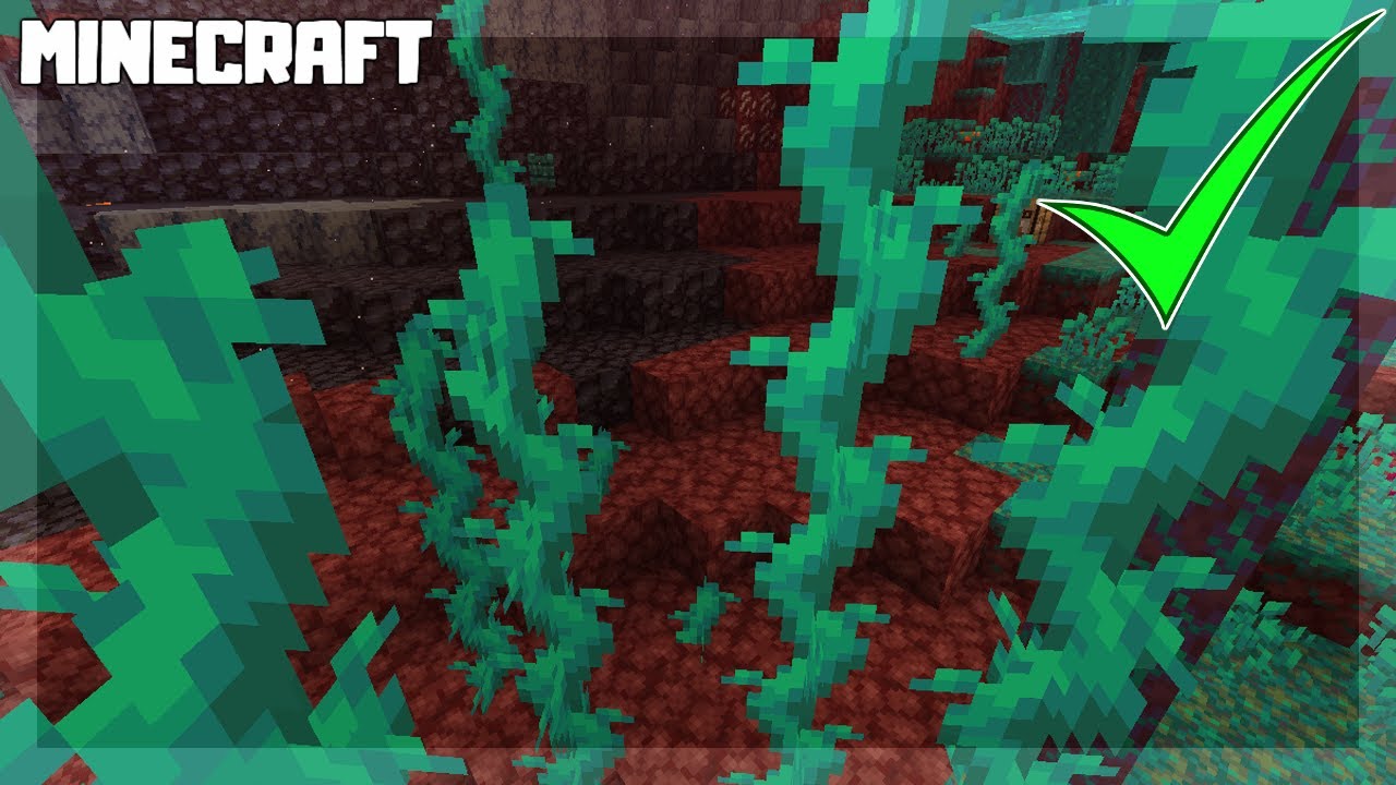 MINECRAFT | How to Get Twisting Vines! 1.16.1 - YouTube