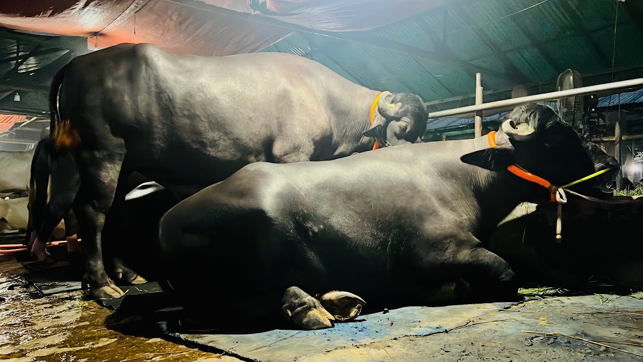 Biggest Heavyweight Giant Buffalo Mashallah | Gabtoli Haat | Collection ...