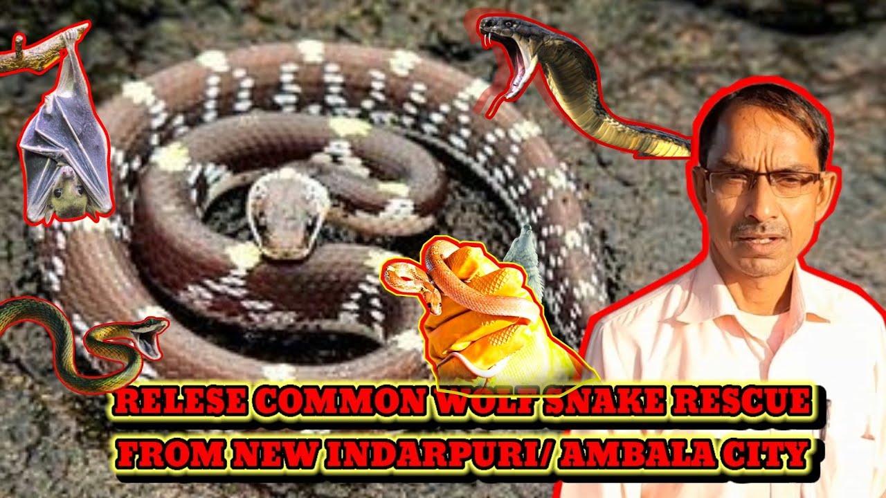 RELESE DANGEROUS WOLF SNAKE RESCUE WHILE EATING BAT #R_K_SNAKE_RESCUER ...