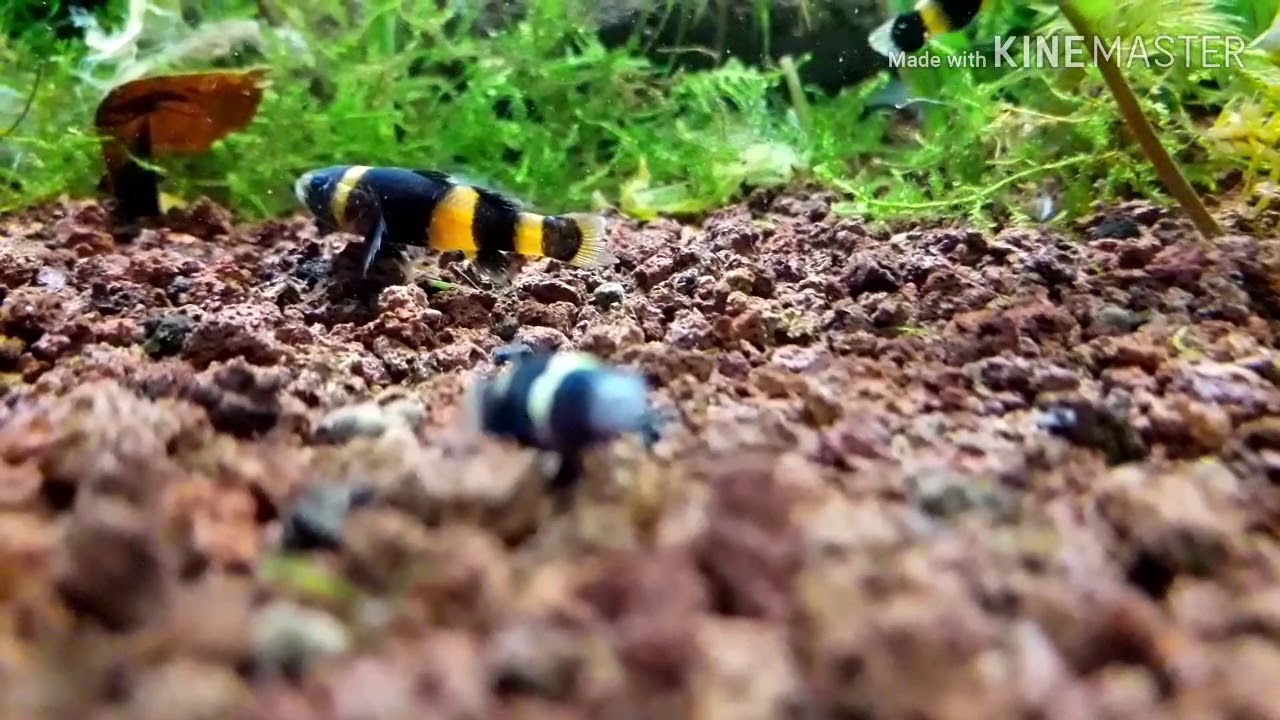 Bumble Bee Goby fish frees water - YouTube