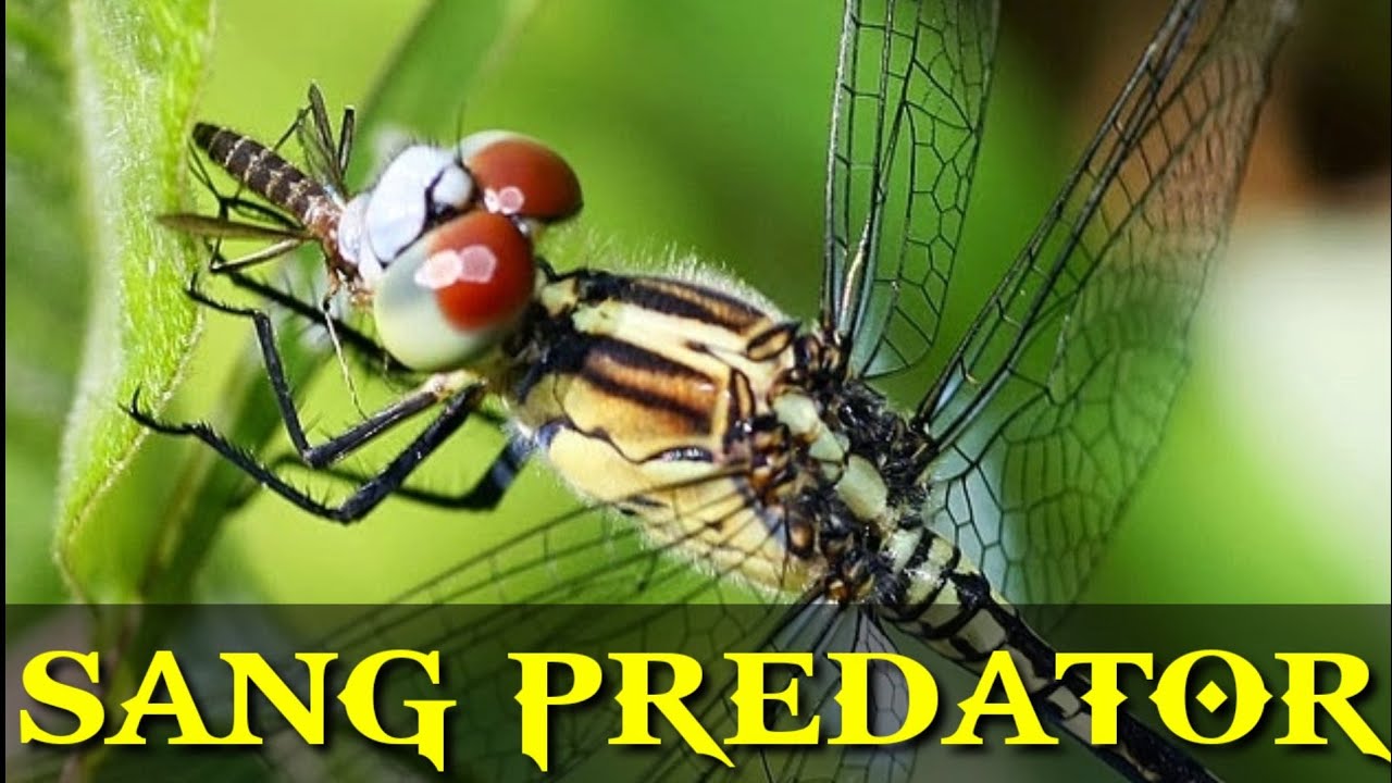 Mengenal Capung Si Pemangsa Hama (PREDATOR) | Musuh Alami || Balad Mang ...