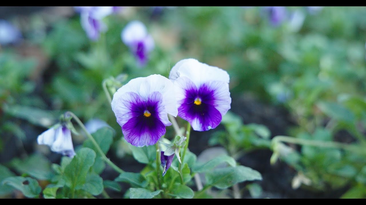 Town of Collierville Fall Flower Turn Over - YouTube
