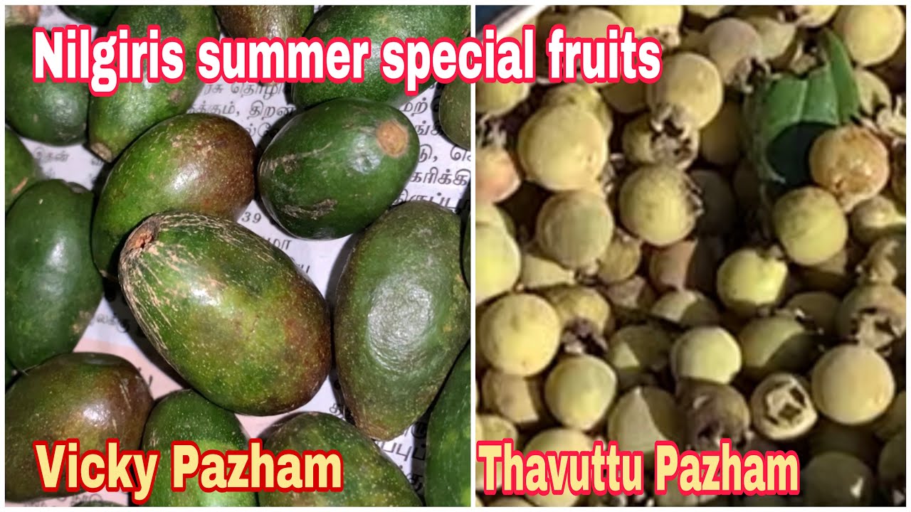 இதுவரை நீங்கள் கேள்விப்பட்டிராத பழங்கள்./Nilgiris summer special fruits ...