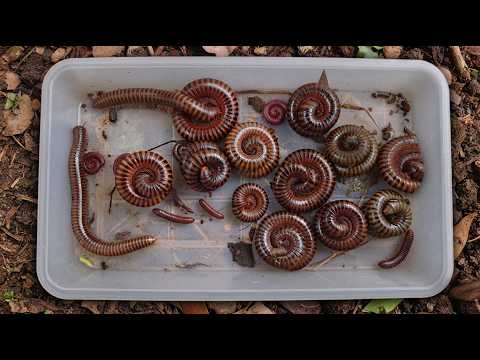 Wow Catching Every Giant Millipede, Venomous Scorpion, Centipede, Small Red Millipede..