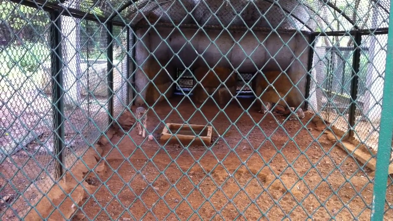 Jackal in cage! - YouTube
